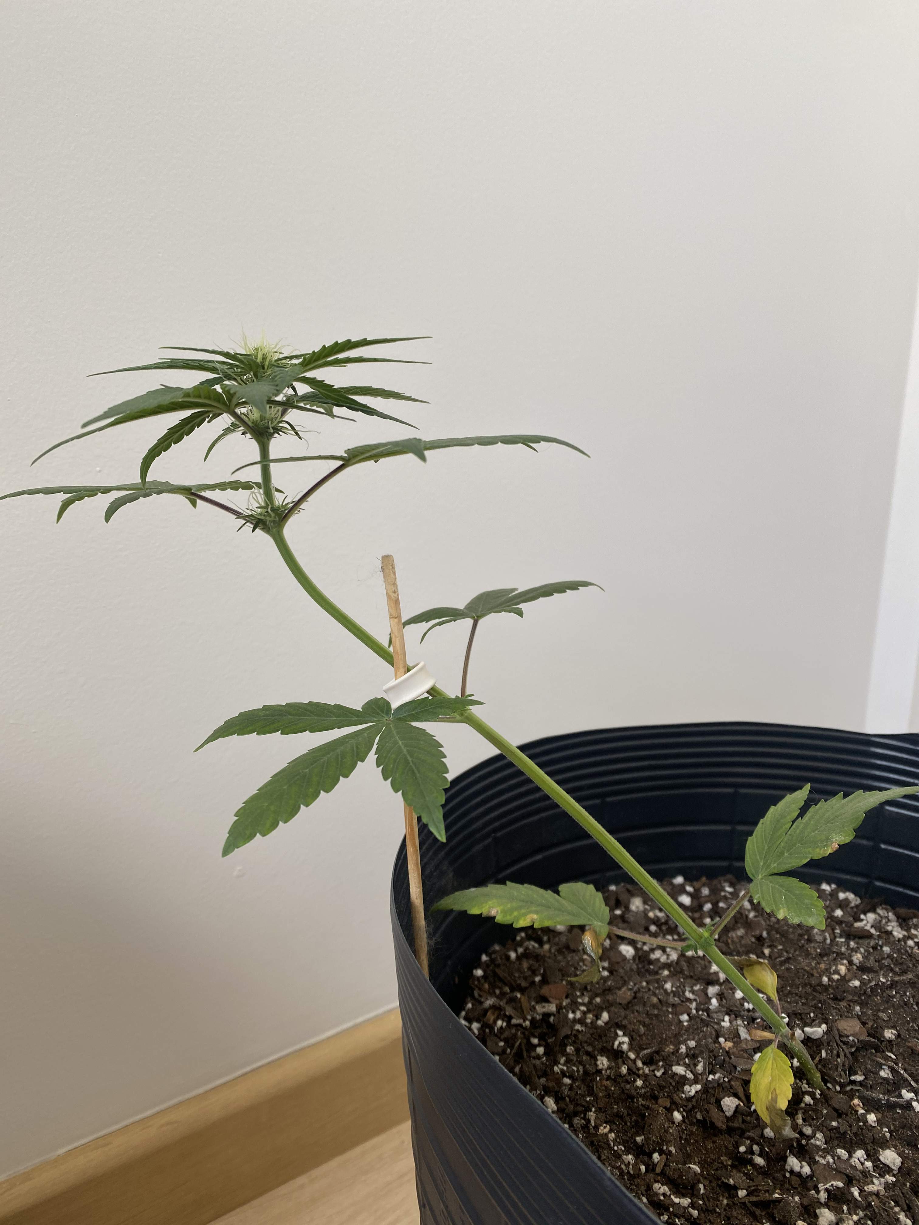 Seedstockers BCN Critical XXL Autoflower grow journal week6 by ...