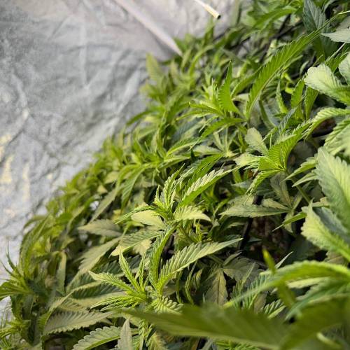 The Don Mega, Butterface s1 grow journal by Electro - GrowDiaries