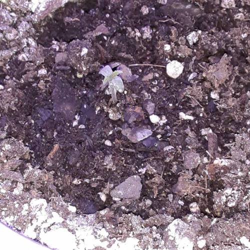 Gelat.OG Auto, Alaskan Purple Auto, Alaskan Purple Auto, Gorilla Girl ...