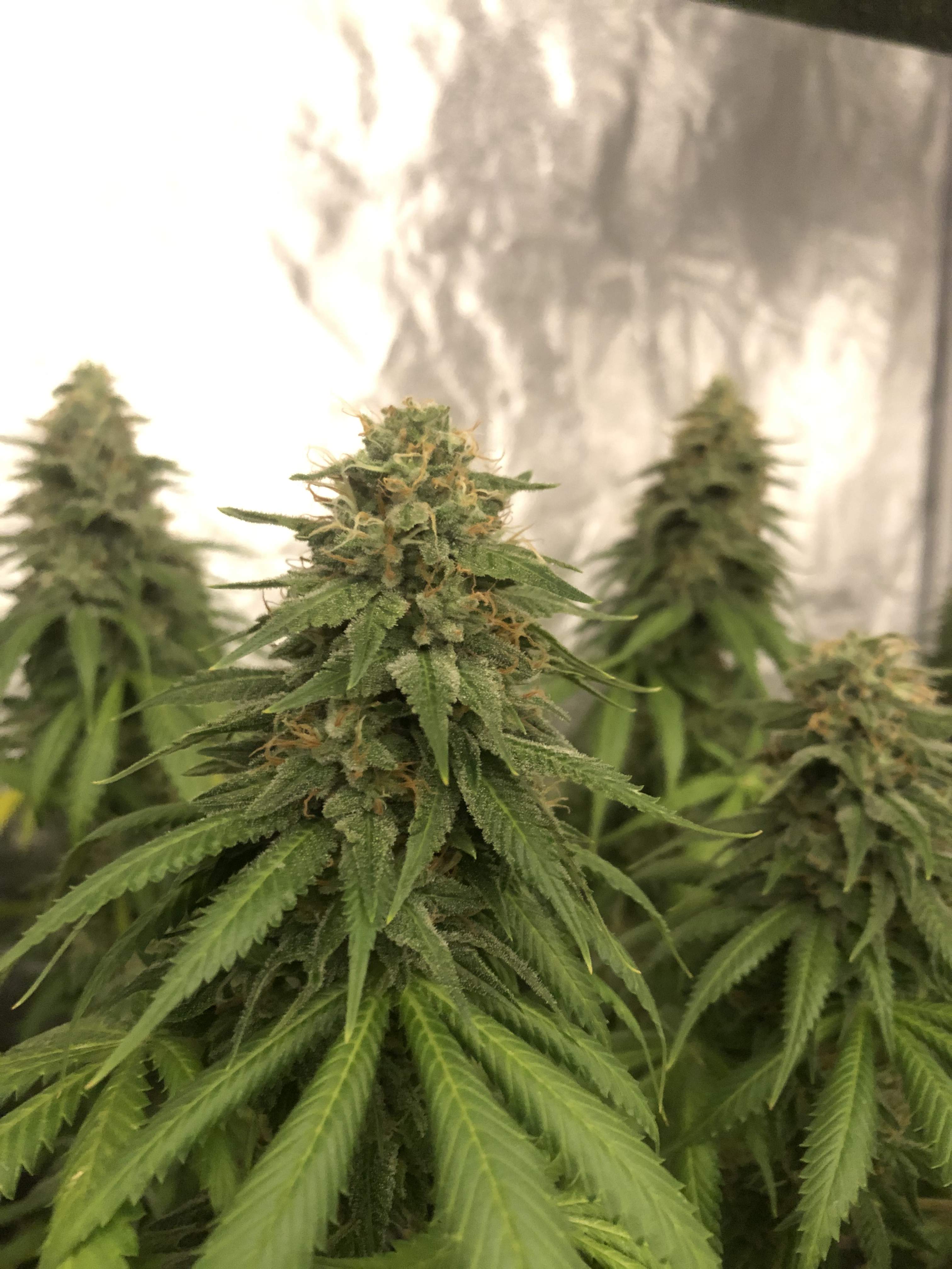 Barney's Farm Amnesia Lemon, Dinafem OG Kush, Green House Seed Co ...