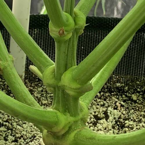 SFV OG grow journal by WaltWhite - GrowDiaries