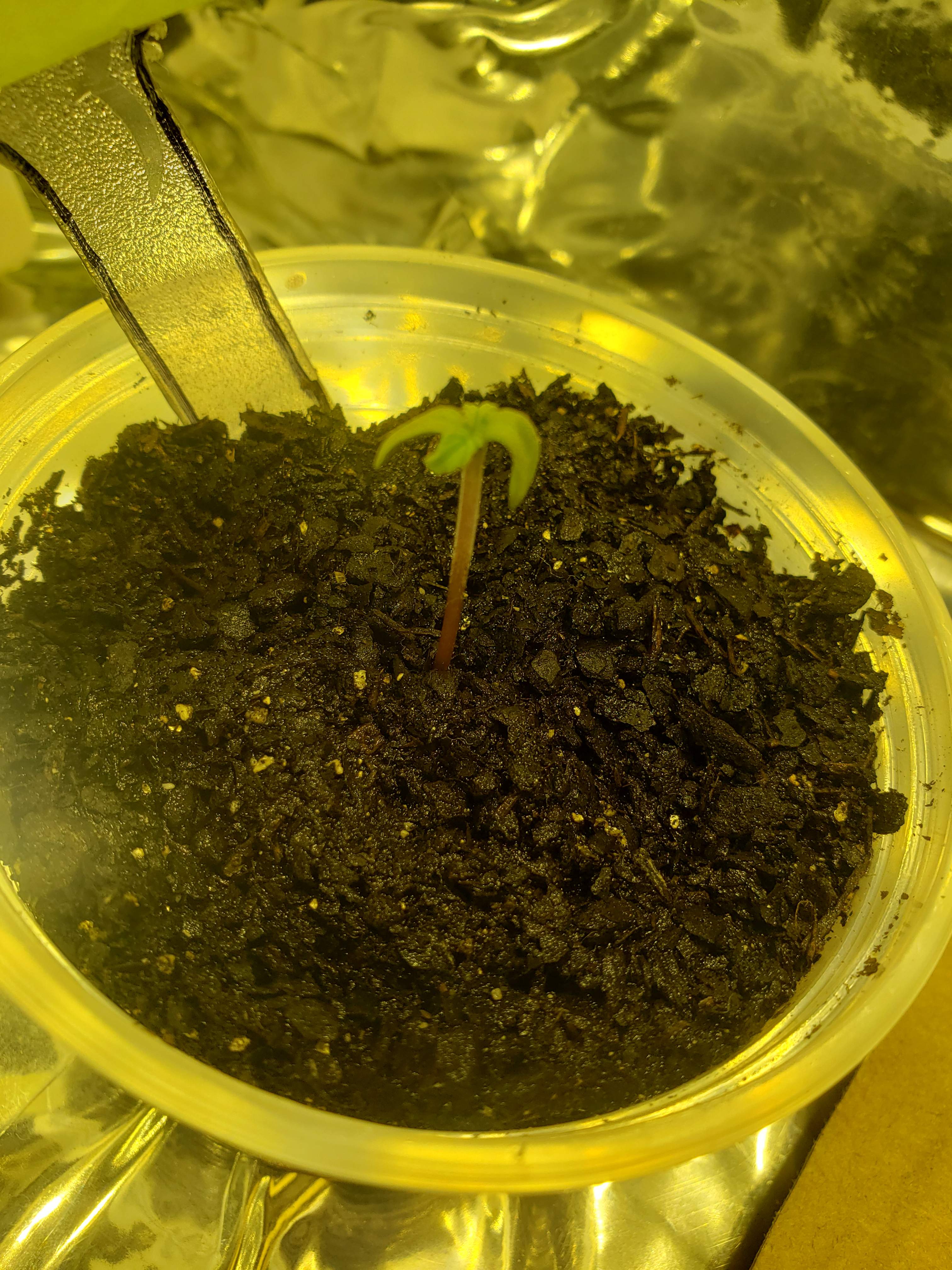 BSF Seeds Moby-D XXL Auto, BSF Seeds Black Dom XXL Auto grow diary ...