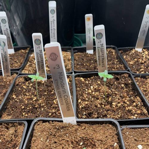 ETHOS Genetics Mandarin Cookies R1 V2 grow journal by Thestonedgnome ...