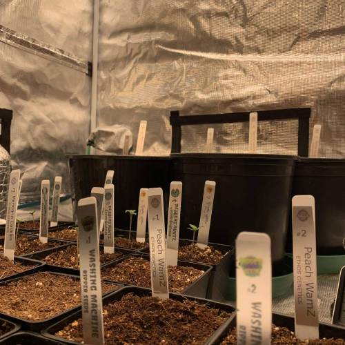 Ripper Seeds Sour Ripper grow journal by Thestonedgnome - GrowDiaries
