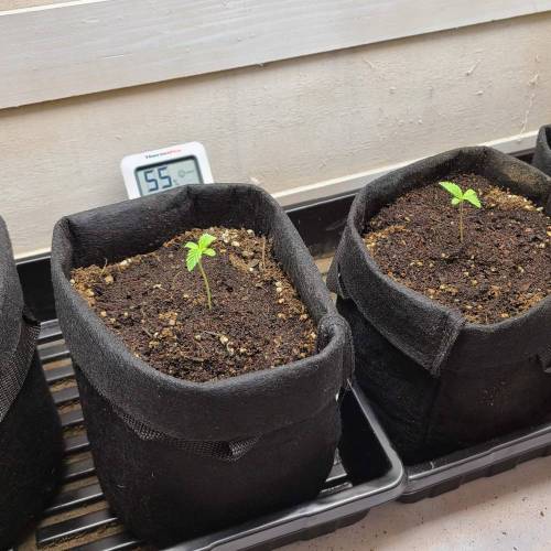 Exotic Genetix Grease Monkey grow journal by CouchLockPlease - GrowDiaries