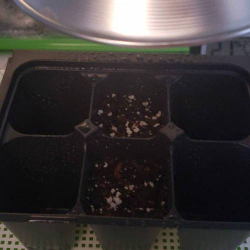The Greeniest Crack grow journal by splinterspitter - GrowDiaries