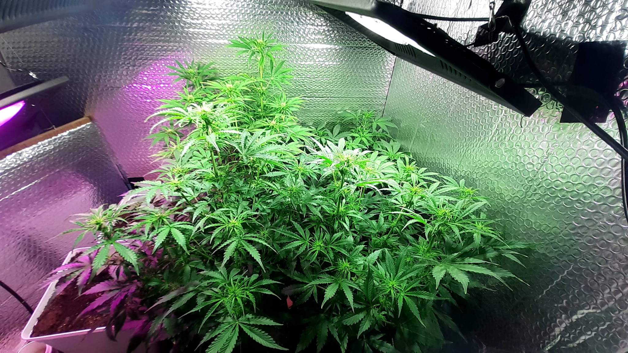 Royal Queen Seeds Royal Dwarf, Auto Amnesia GrowBarato, Pyramid Seeds ...