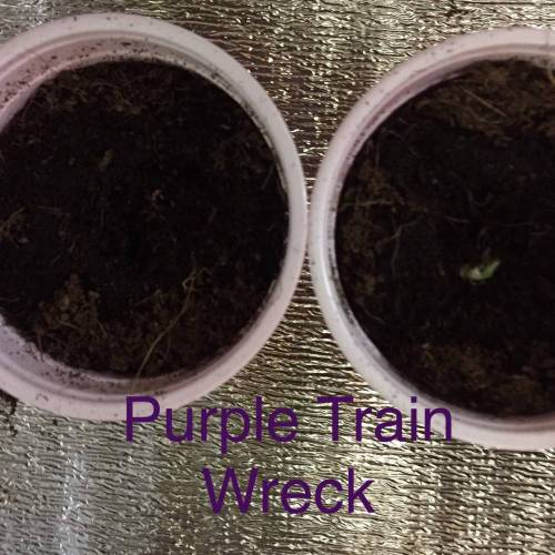 Tangerine Dream, Purple Trainwreck grow journal by Primrose - GrowDiaries