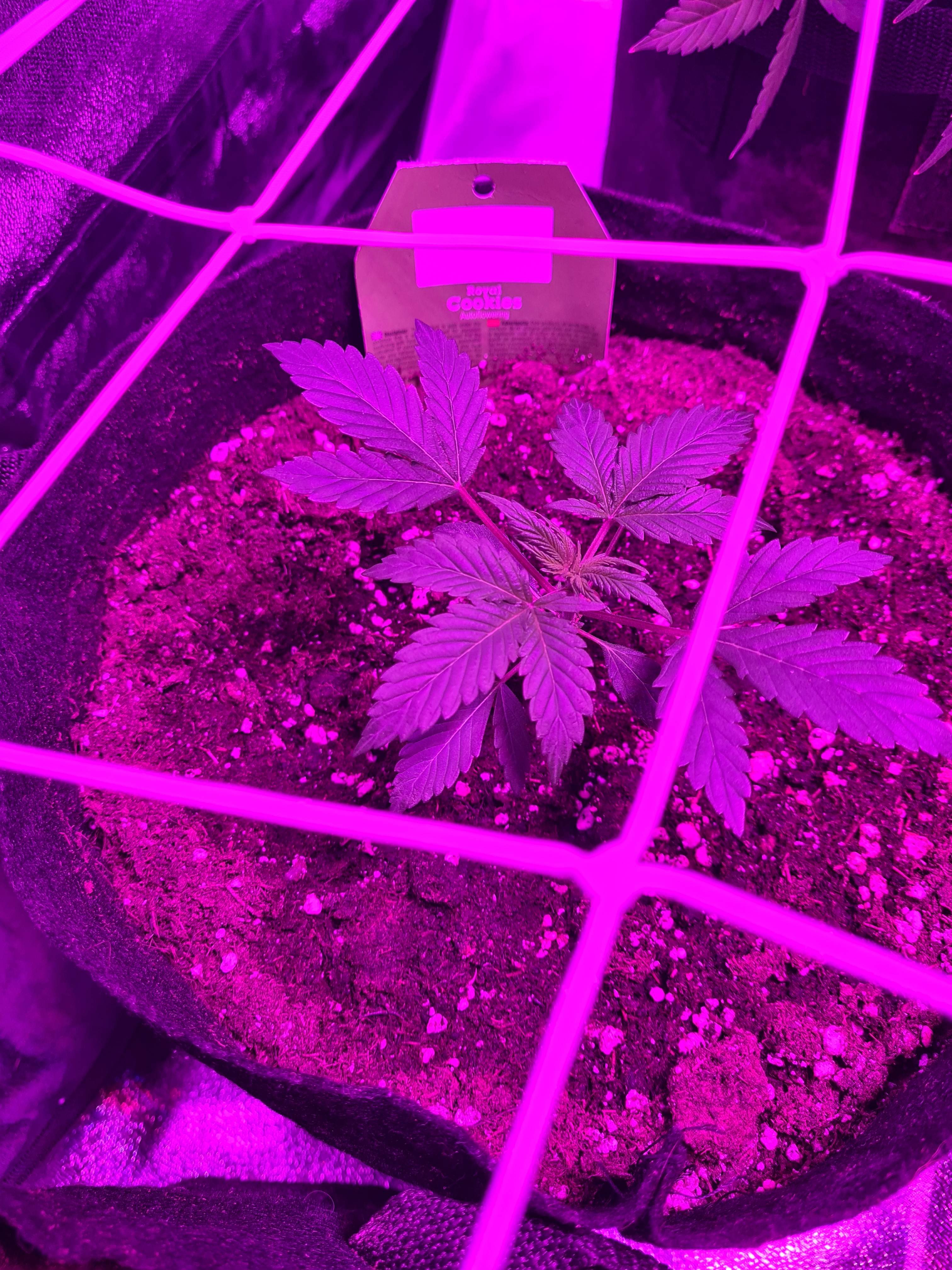 Royal Queen Seeds Royal Cookies Automatic grow diary (journal) week2 by ...