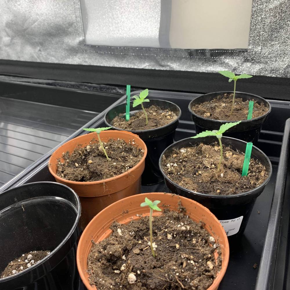 Auto Bubblegum, Auto Mazar grow journal by rambler - GrowDiaries