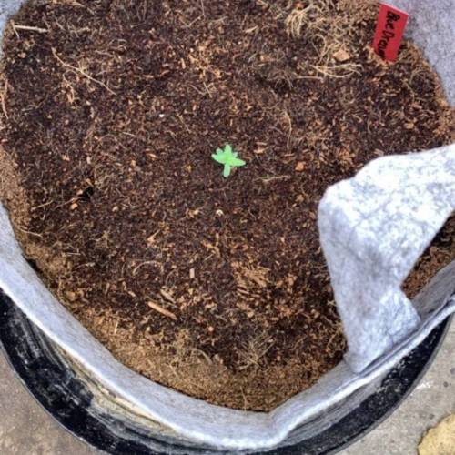 Critical Kush Auto, Blue Dream Autoflower, White LSD Auto, White LSD ...