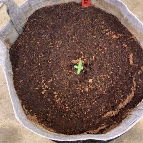 Critical Kush Auto, Blue Dream Autoflower, White LSD Auto, White LSD ...