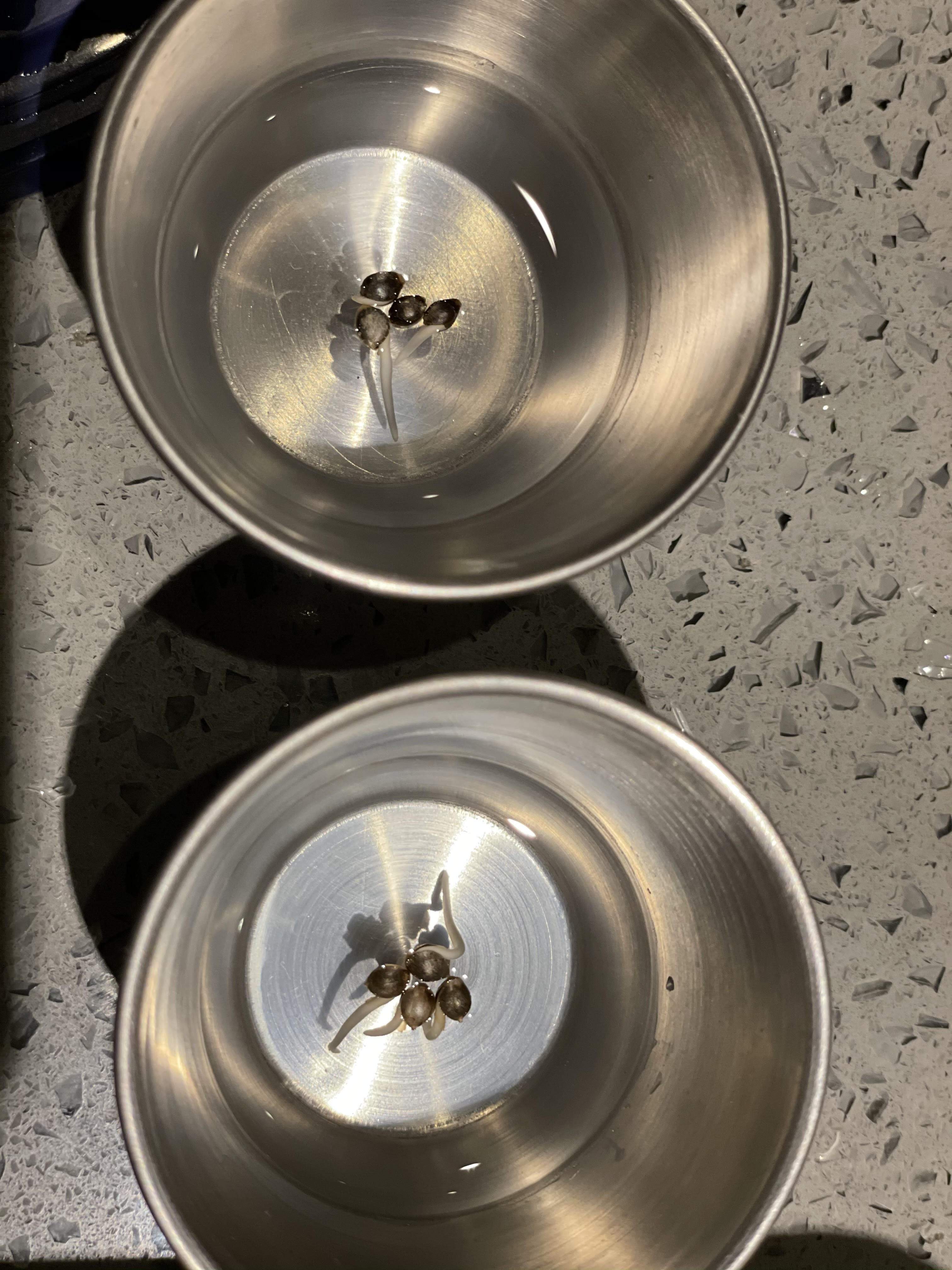 Seedsman Afghan Kush, The Cali Connection Larry OG Kush grow journal ...