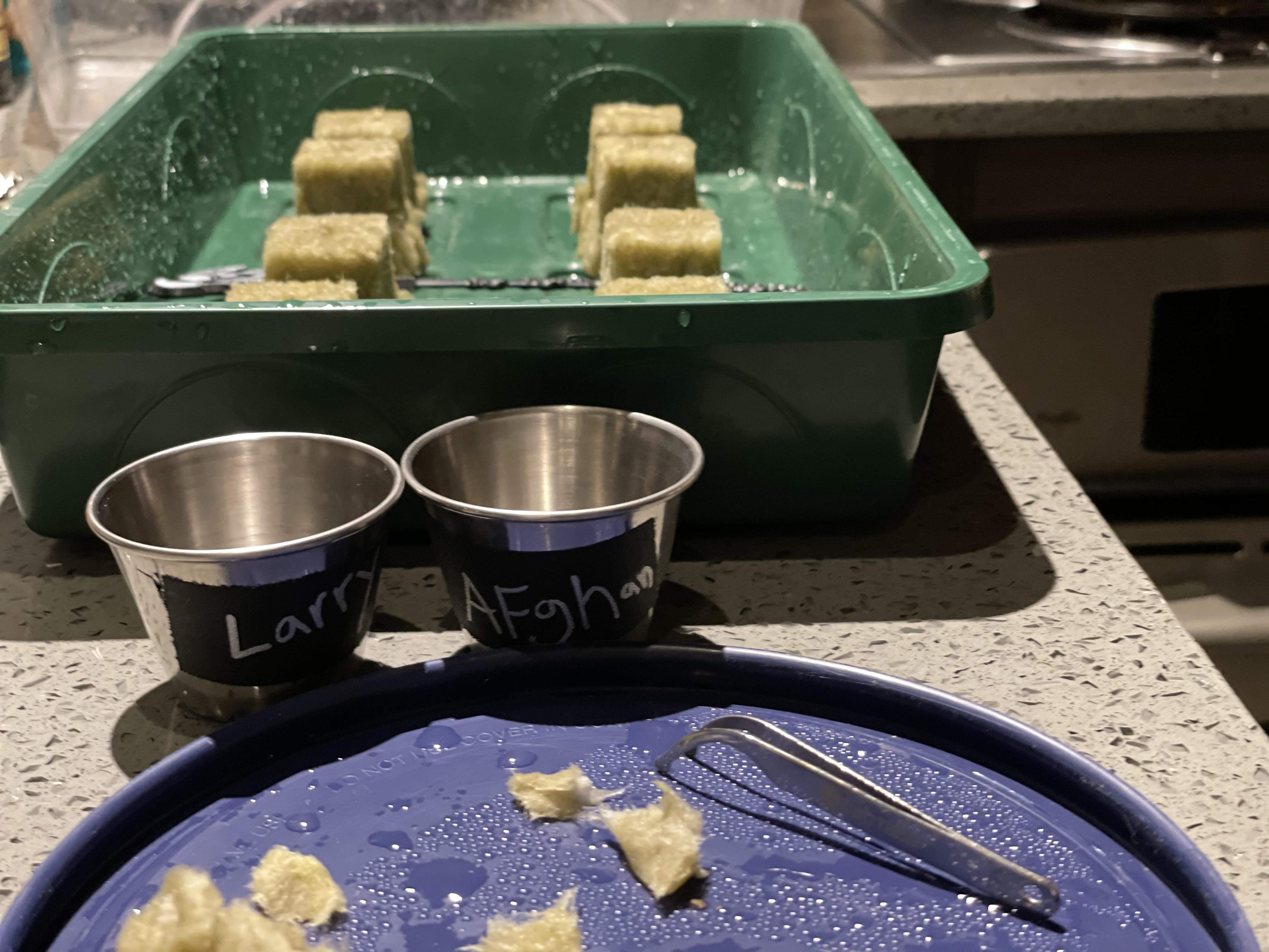 Seedsman Afghan Kush, The Cali Connection Larry OG Kush grow diary ...