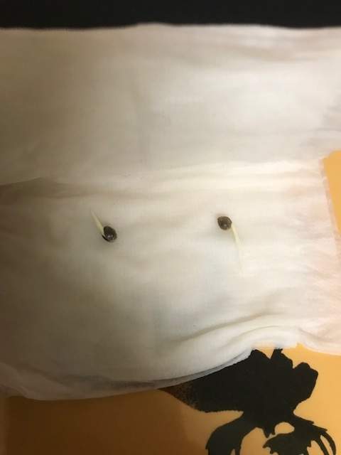 Growers Choice Seeds Critical Purple Autoflowering grow diary (journal ...