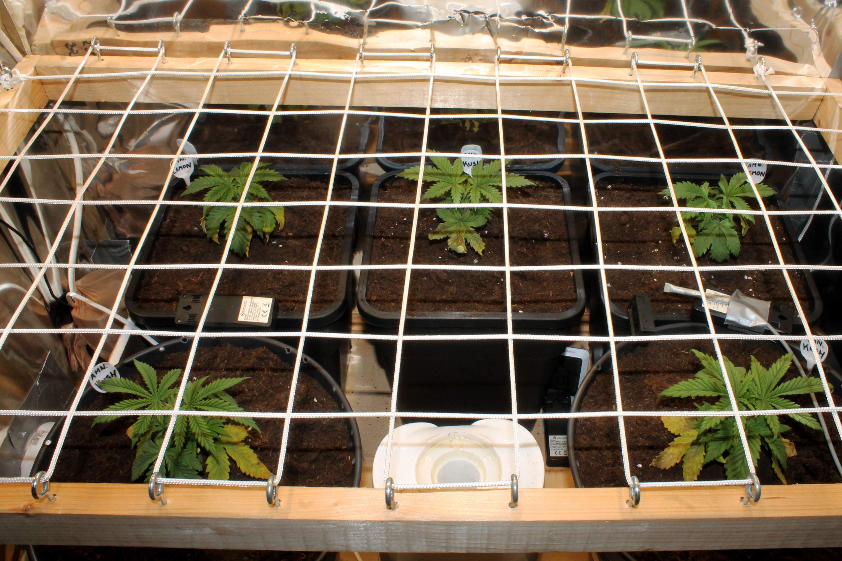 Dinafem Amnesia Kush, Barney's Farm Amnesia Lemon grow diary (journal ...