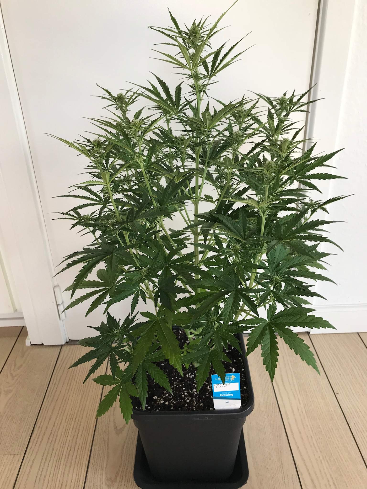 Royal Queen Seeds Fast Eddy Automatic CBD grow diary (journal) week5 by ...