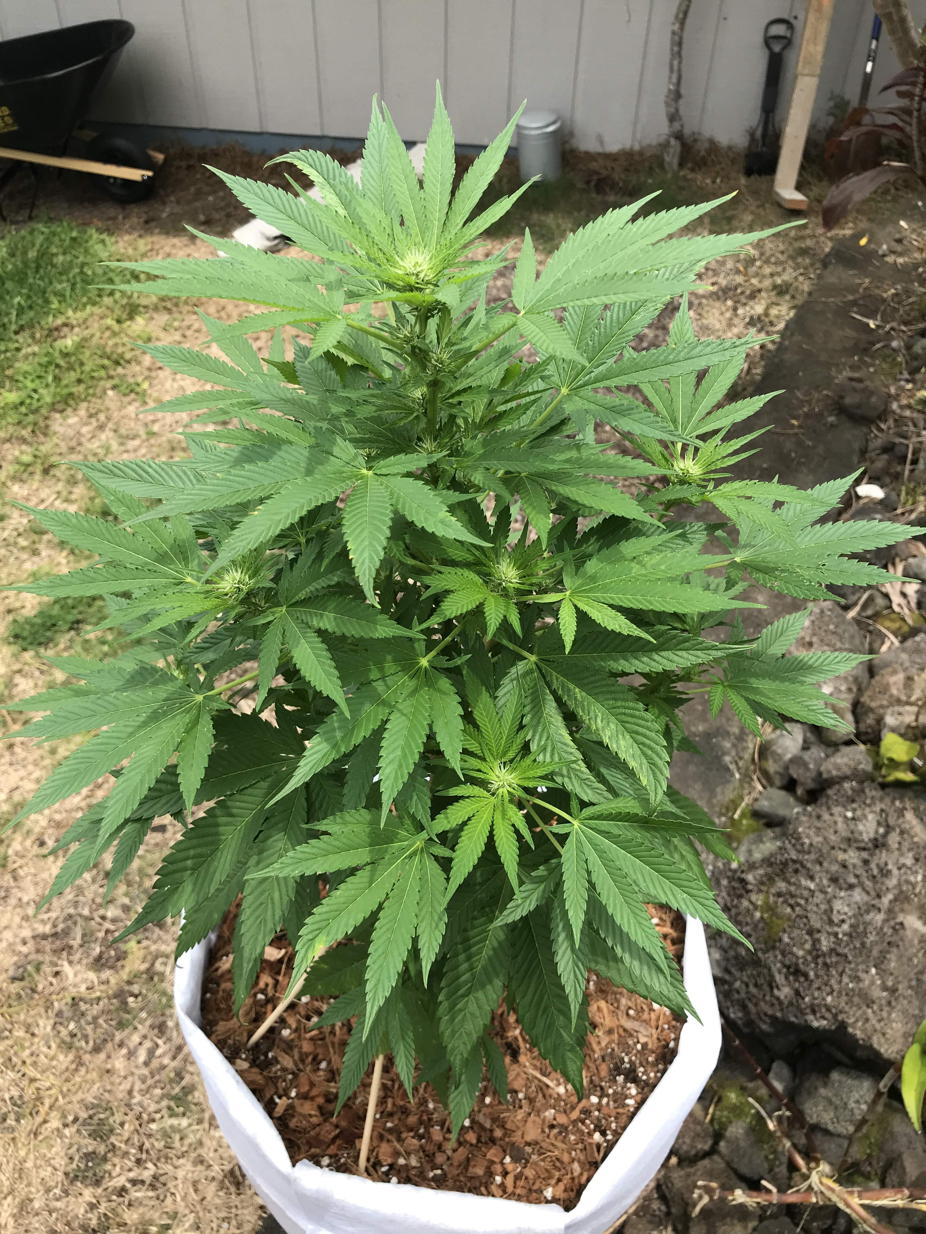 Growers Choice Seeds Afghan Autoflowering grow diary (journal) week8 by ...