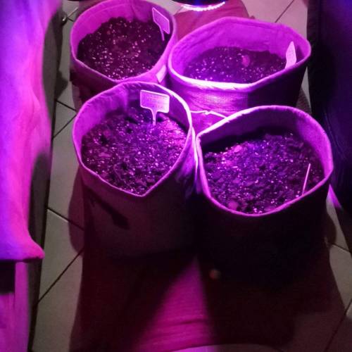First Autos Super Mazar grow journal by Hooper - GrowDia...