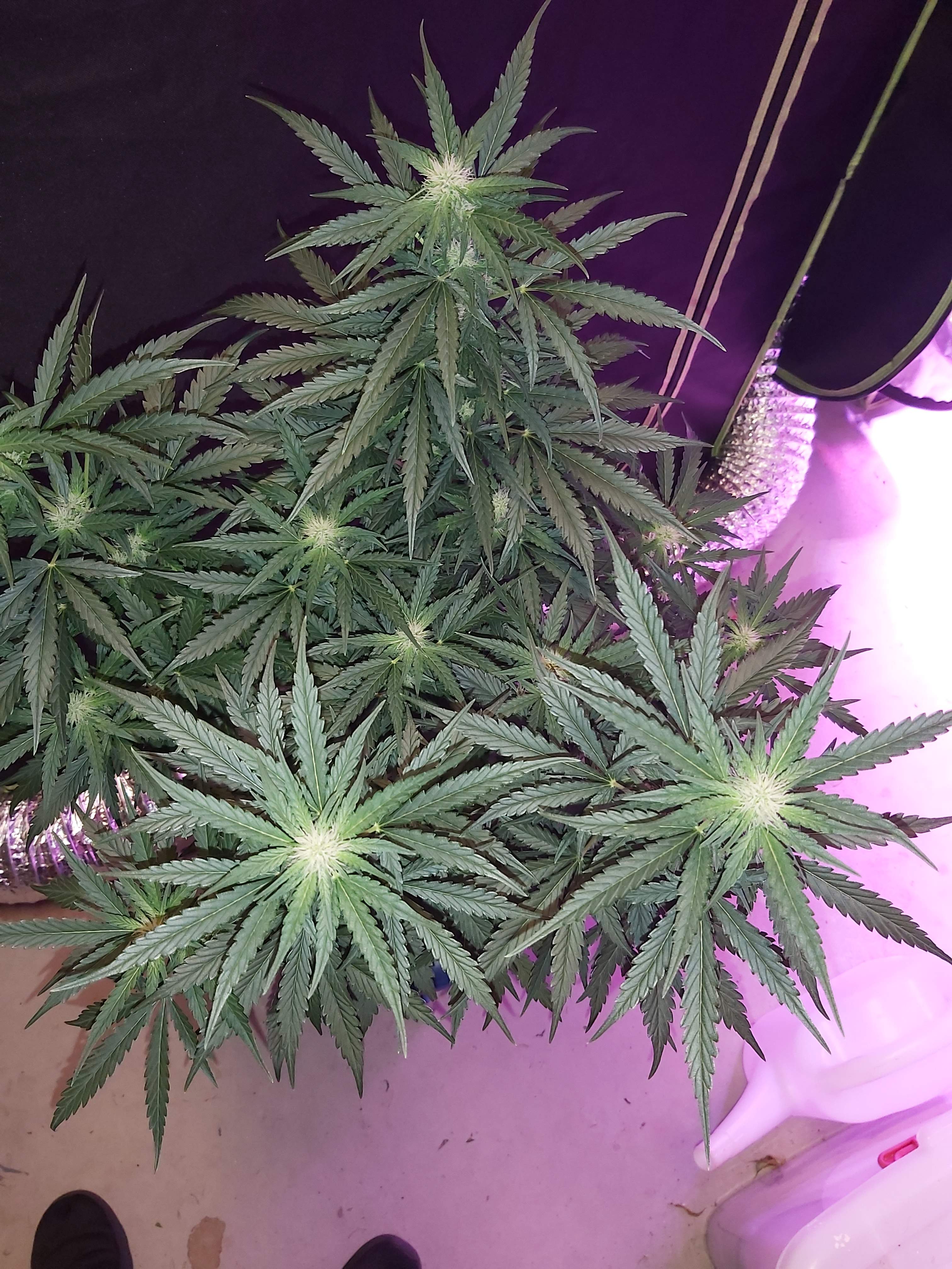 Original Sensible Seeds Bruce Banner Auto grow diary (journal) week6 by ...