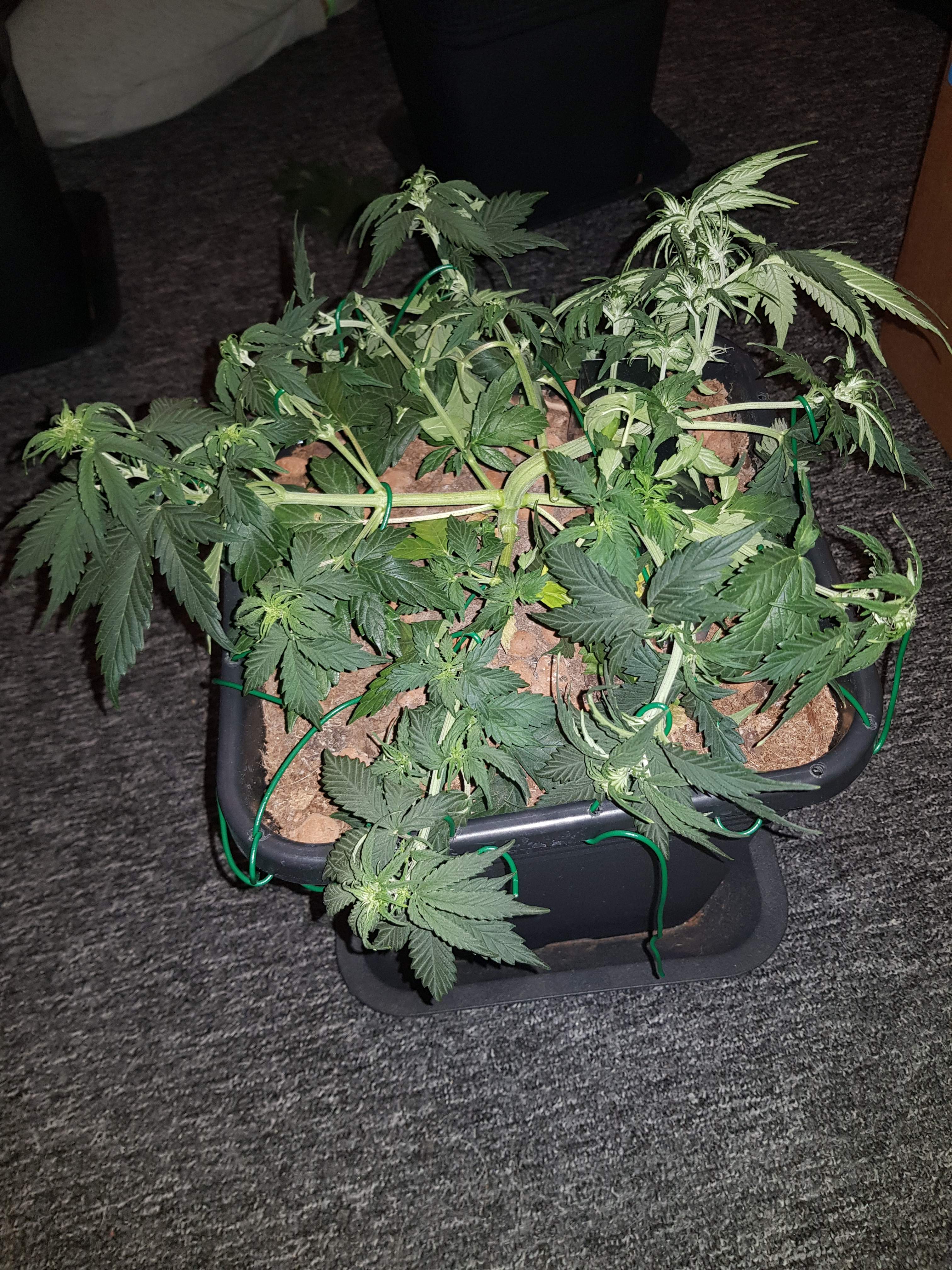 Dutch Passion Auto Mazar, Dutch Passion Think Different grow diary ...