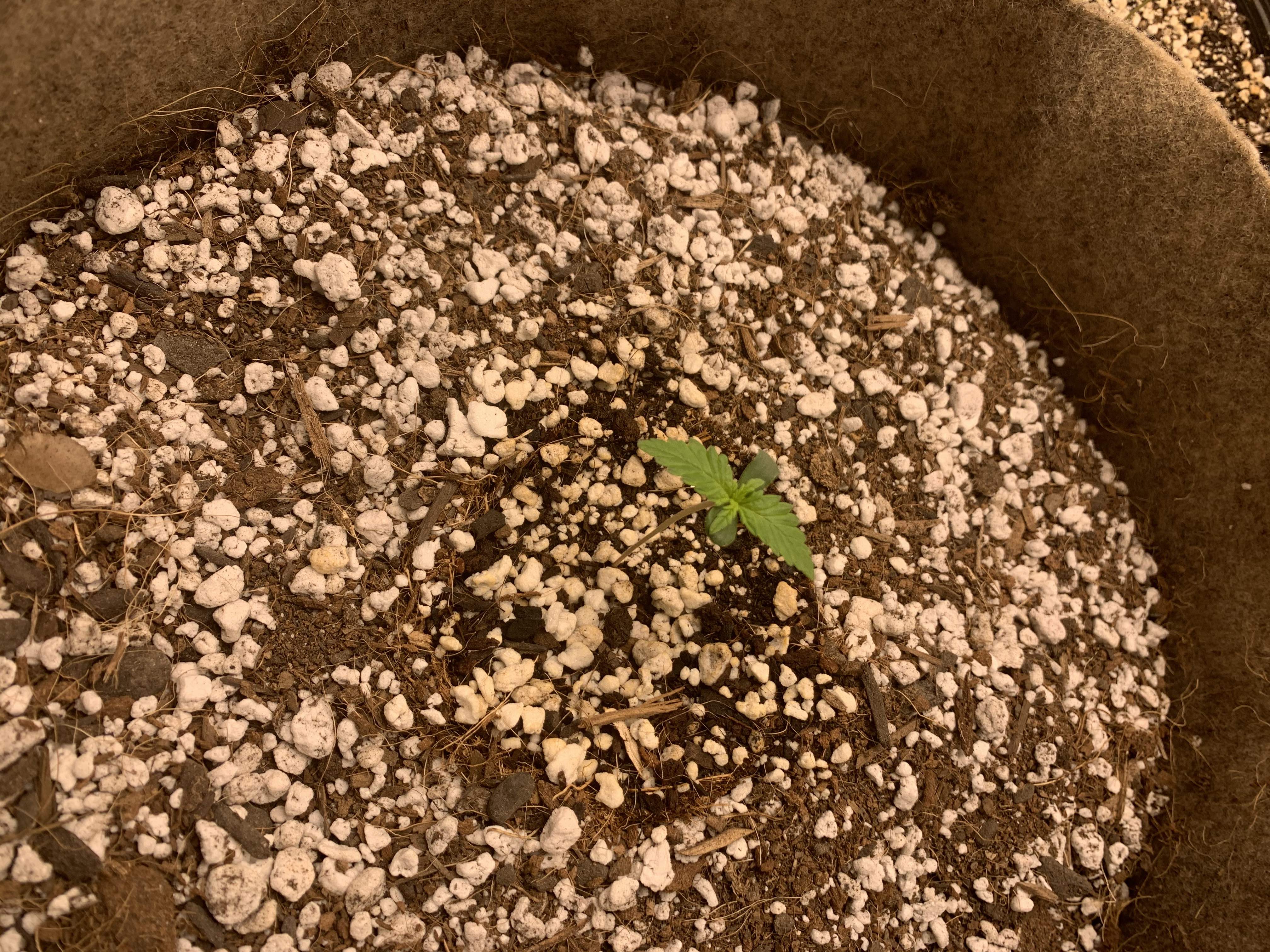 Growers Choice Seeds Critical Purple Autoflowering , Big Bud, Ghost og ...