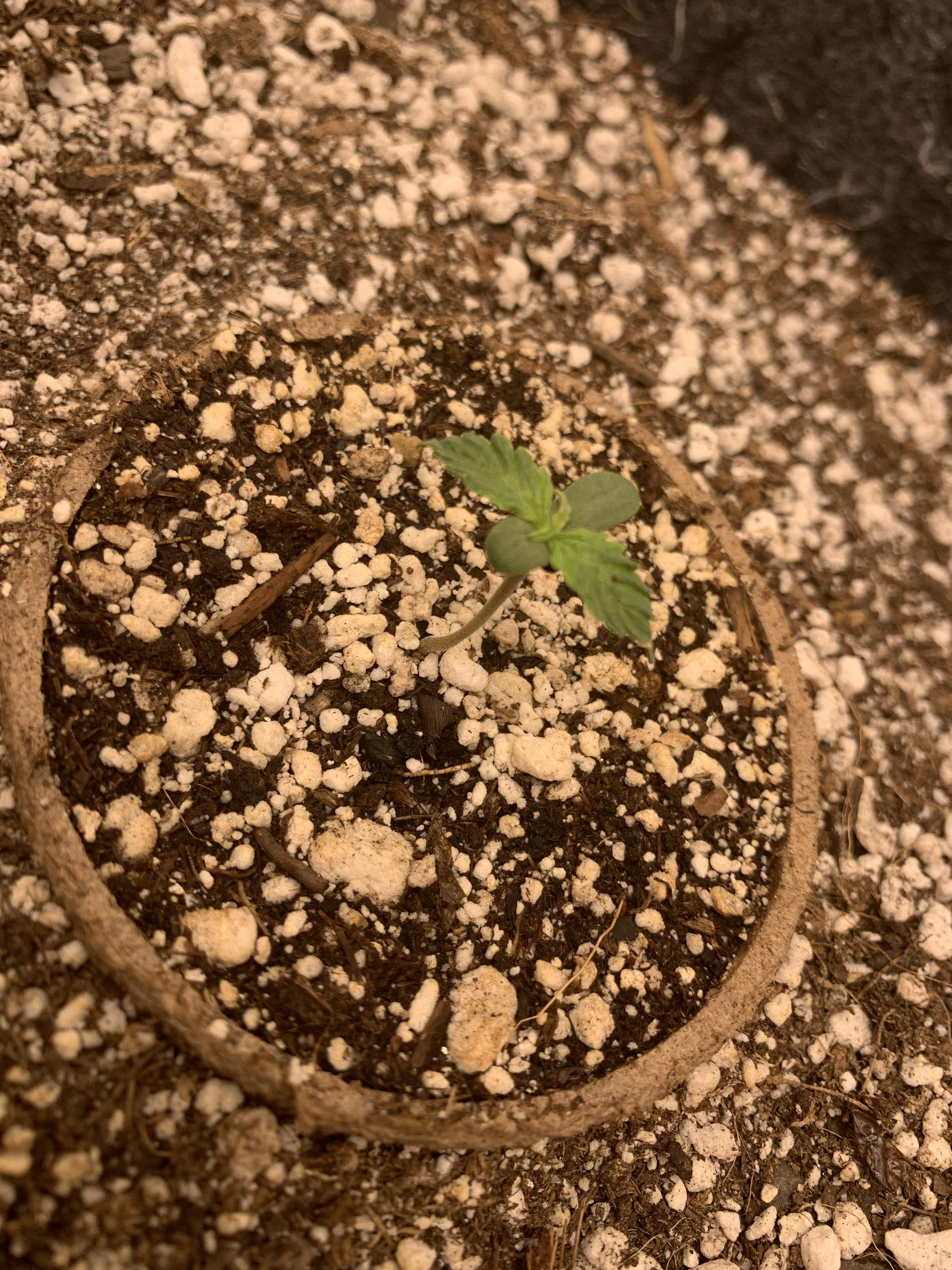 Growers Choice Seeds Critical Purple Autoflowering , Big Bud, Ghost og ...