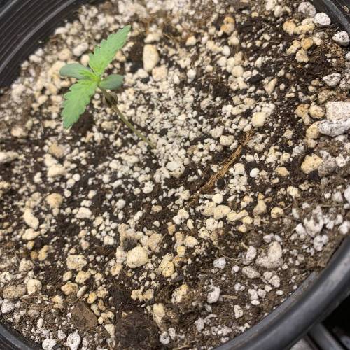 Growers Choice Seeds Critical Purple Autoflowering , Big Bud, Ghost og ...