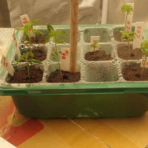 Chocolope, Big Bud grow journal by Borderhopper47 - GrowDiaries