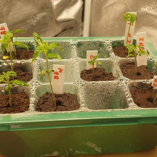 Chocolope, Big Bud grow journal by Borderhopper47 - GrowDiaries