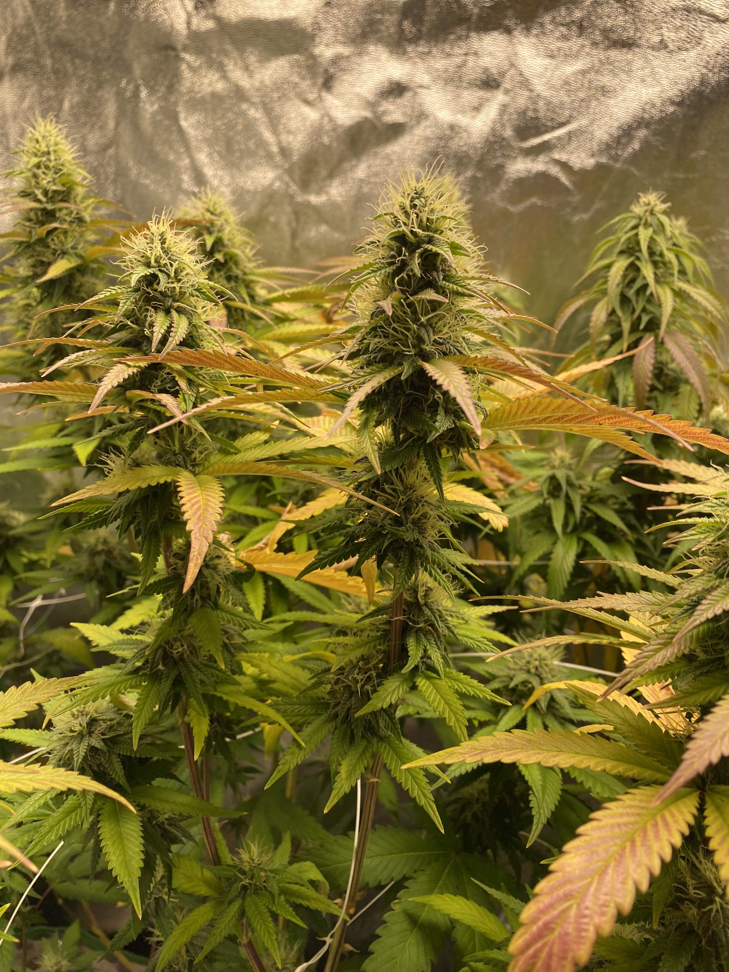 Platinum og, Wedding cake grow diary (journal) week6 by Adrian12105 ...