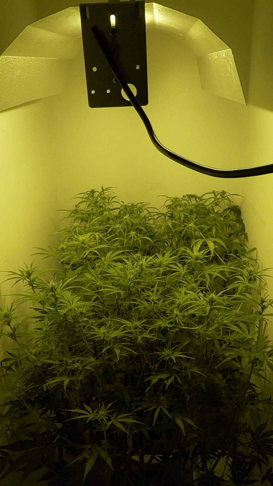 Zamnesia Seeds Sticky Beast Automatic grow journal week6 by ...