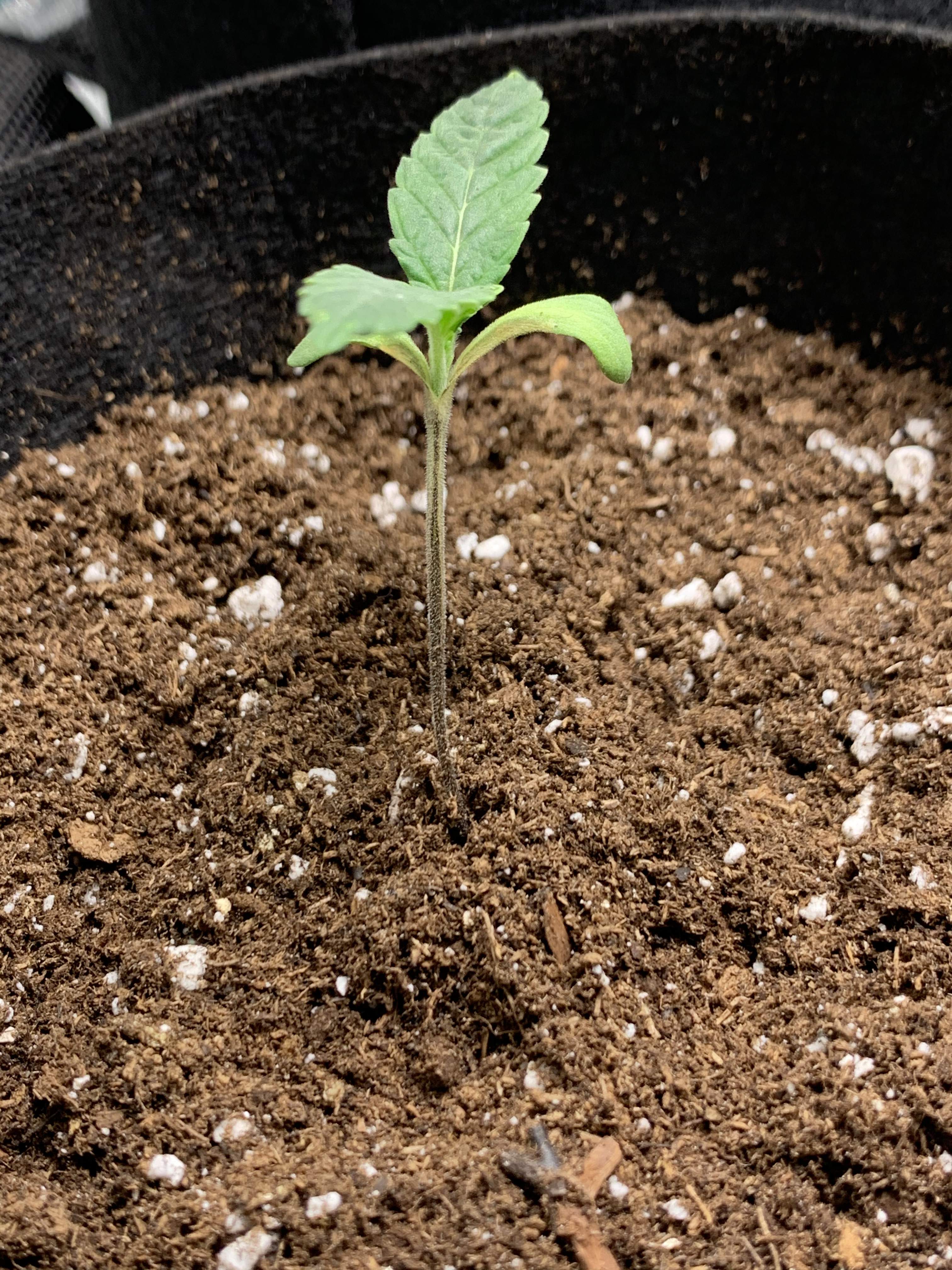 Lemon Skunk grow diary (journal) week1 by DinoDabs - GrowDiaries