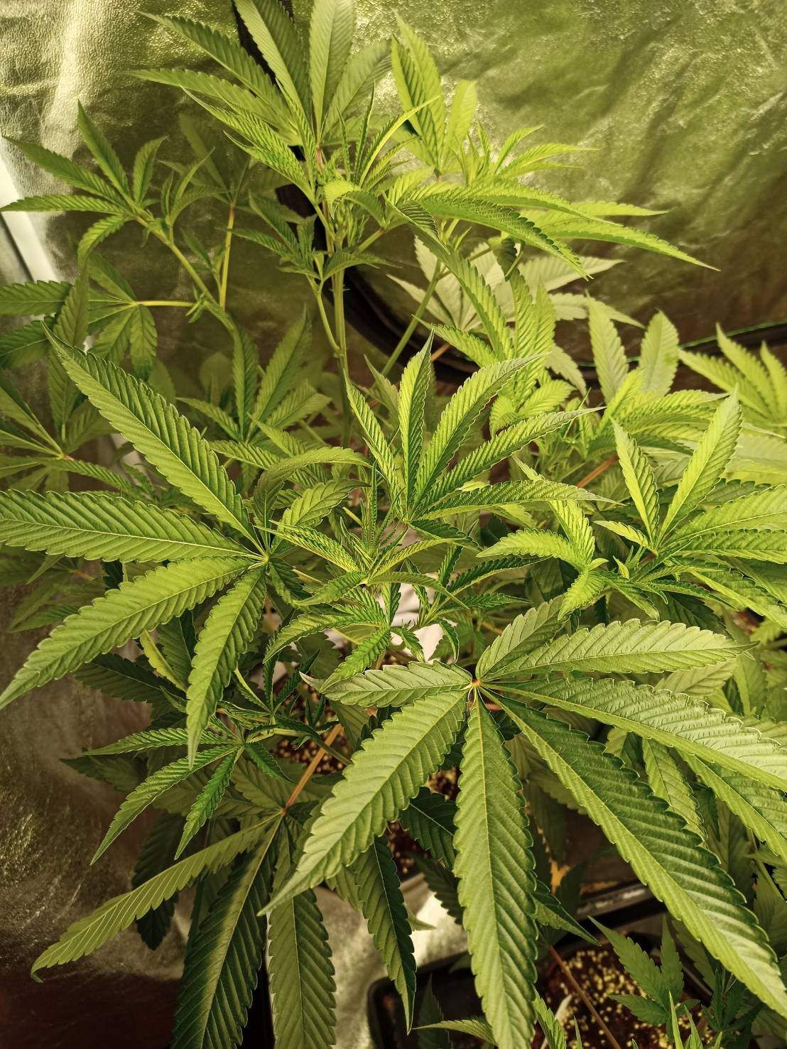 Tigerz Eye / Compound Genetics: photos - GrowDiaries