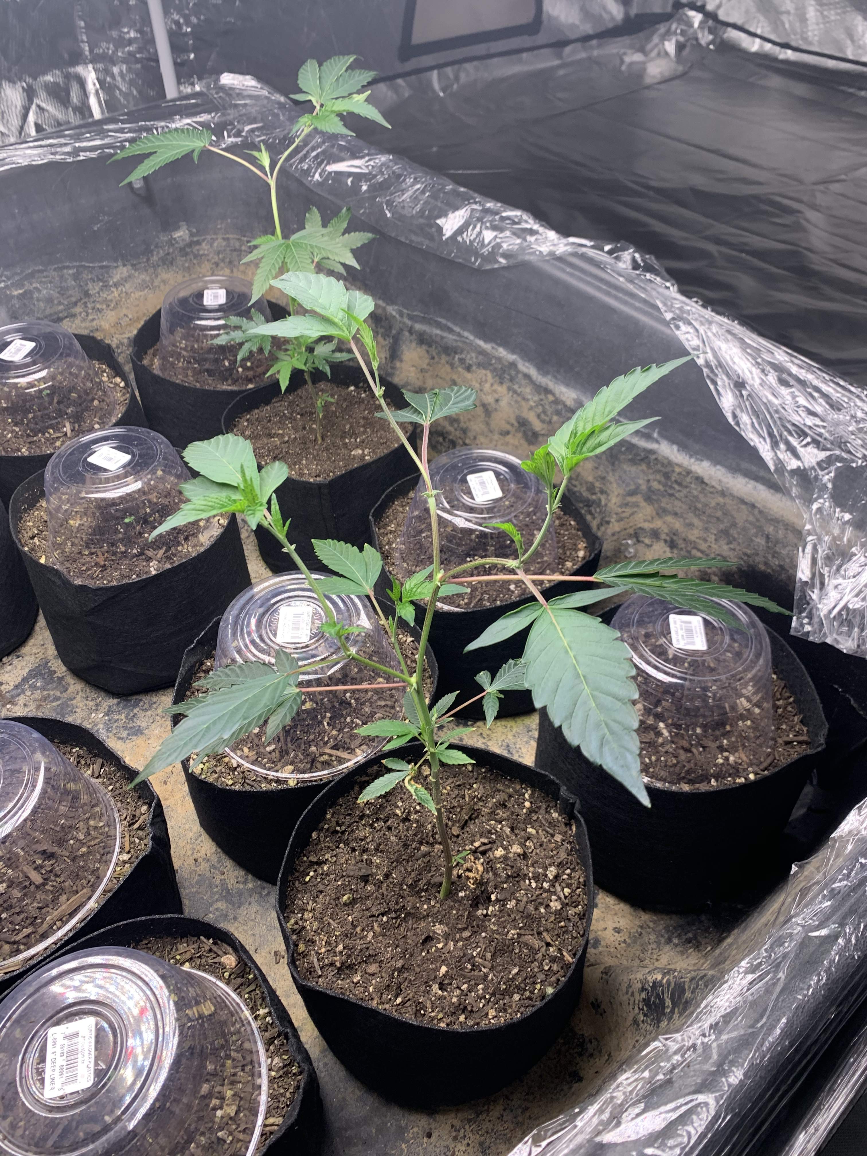 Pink Runtz grow diary (journal) week1 by Loudpackfiji - GrowDiaries