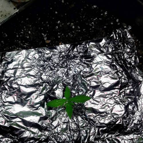 Growers Choice Seeds Critical Purple Autoflowering grow journal by ...