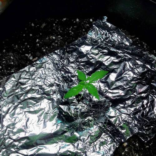 Growers Choice Seeds Critical Purple Autoflowering grow journal by ...