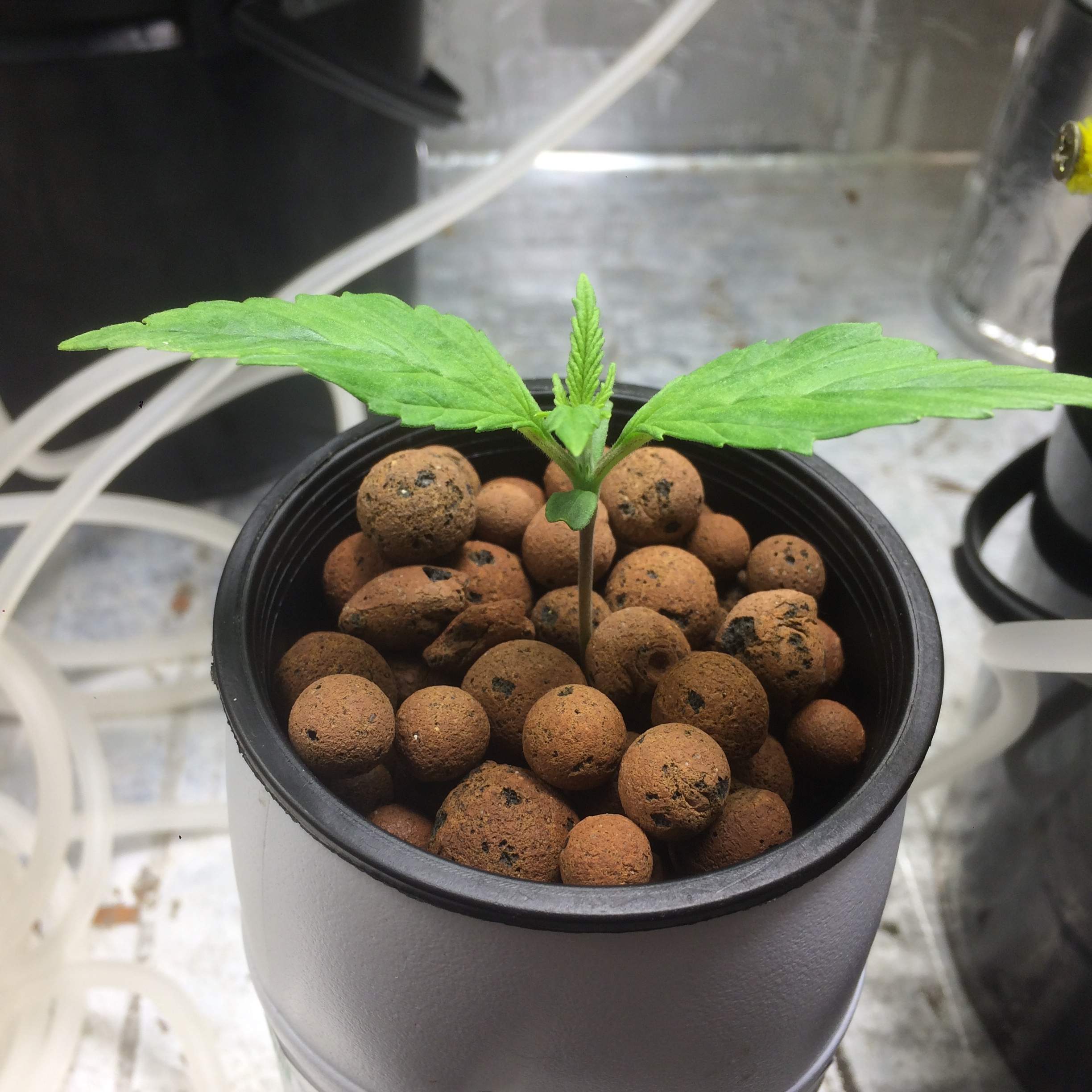 Weedseedsexpress Somango XXL feminized seeds 2 grow diary (journal ...