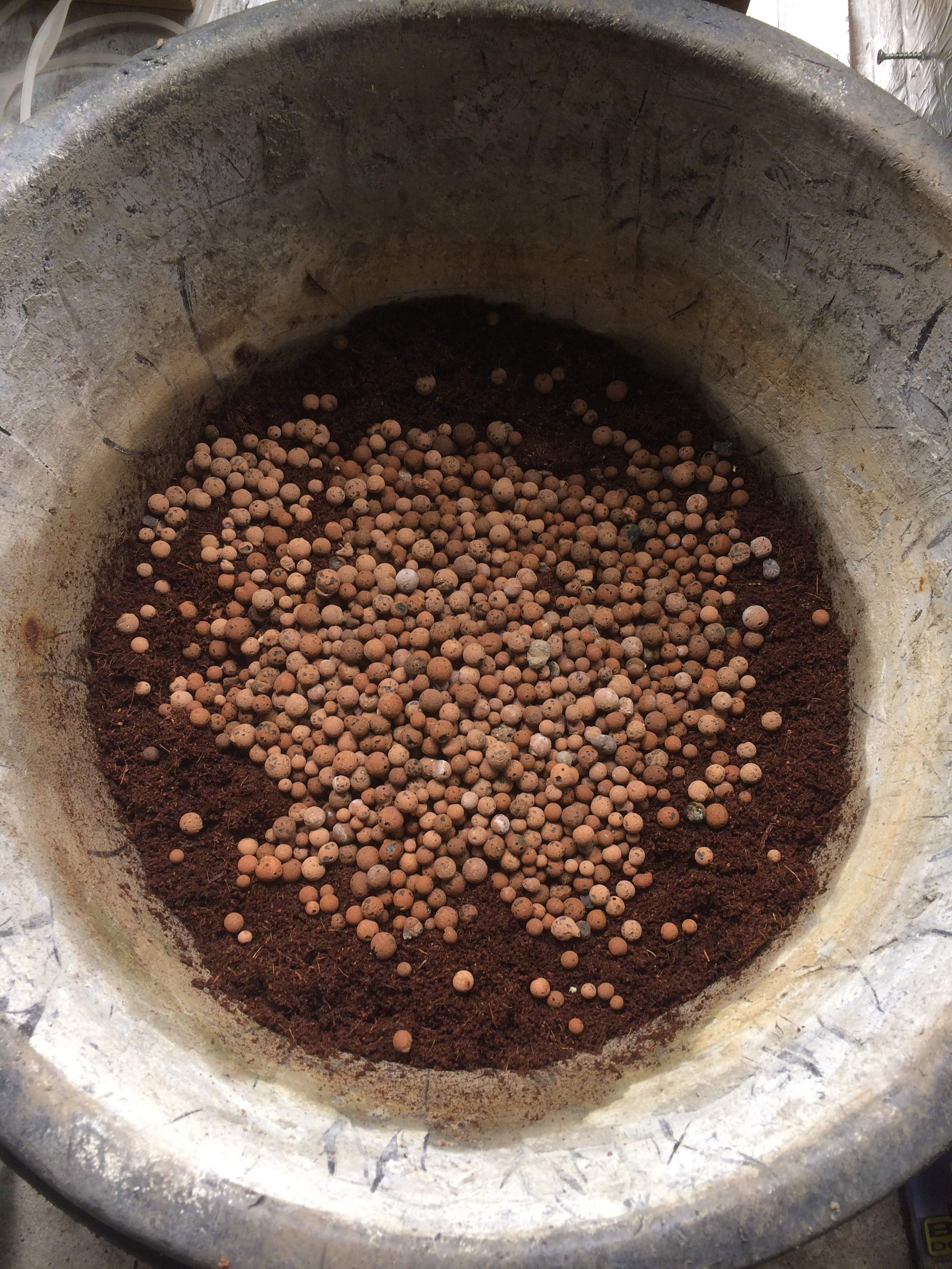 Weedseedsexpress Bruce Banner feminized seeds grow diary (journal ...