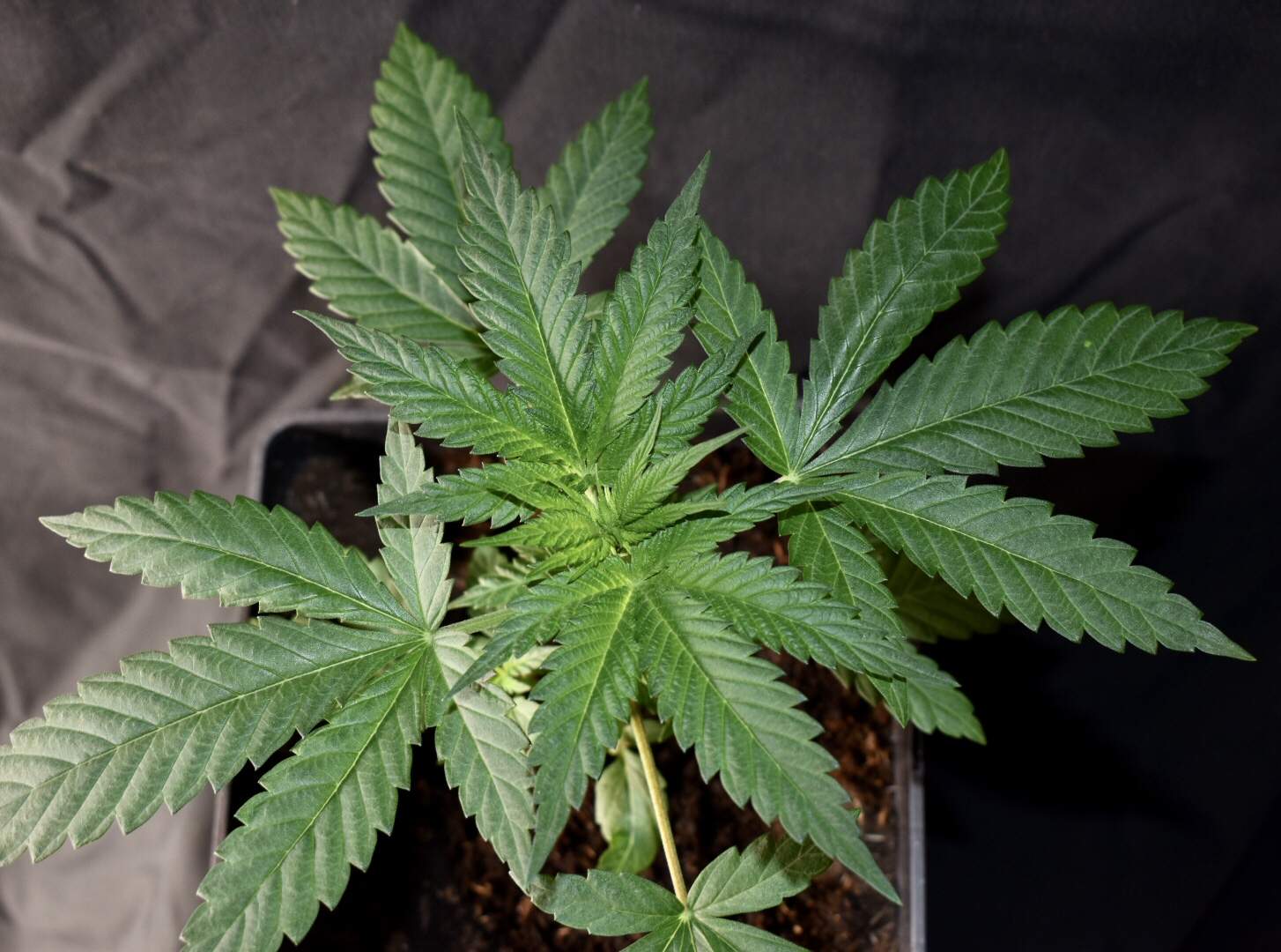 Weedseedsexpress Biscotti feminized seeds 3 grow diary (journal) week4 ...