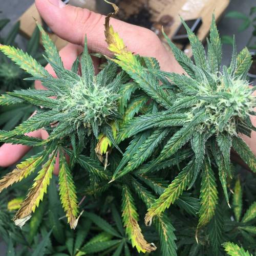 Wedding cake, Exotic Seed Amnesia #7 grow diary (journal) week5 by ...