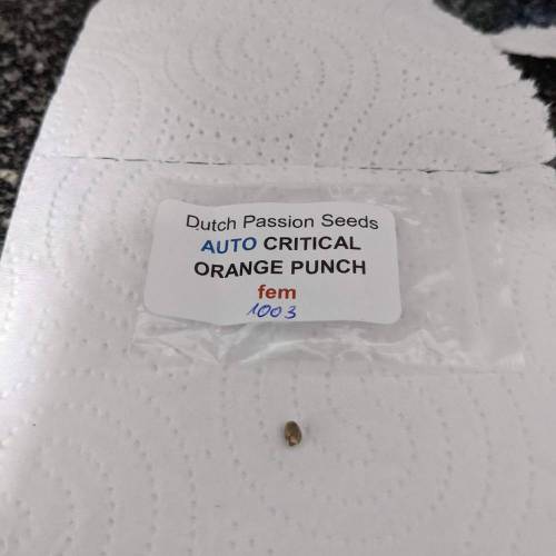 AuTo Critical Orange Punch [Fla-Vor-Aid] grow journal by gooeygrows ...