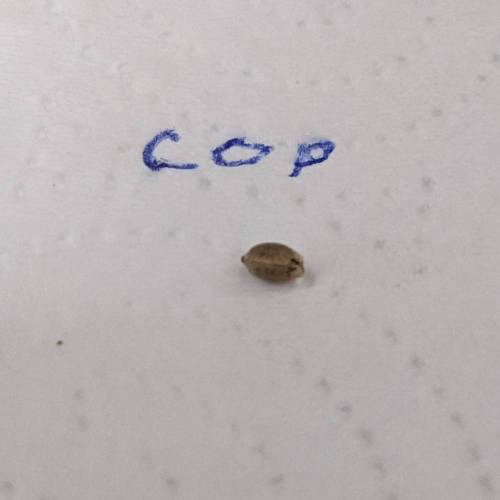 AuTo Critical Orange Punch [Fla-Vor-Aid] grow journal by gooeygrows ...