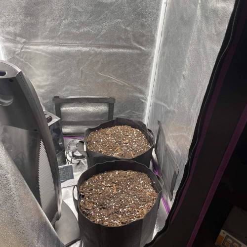 Fast Buds Gorilla Auto grow journal by Anthonyc55 - GrowDiaries