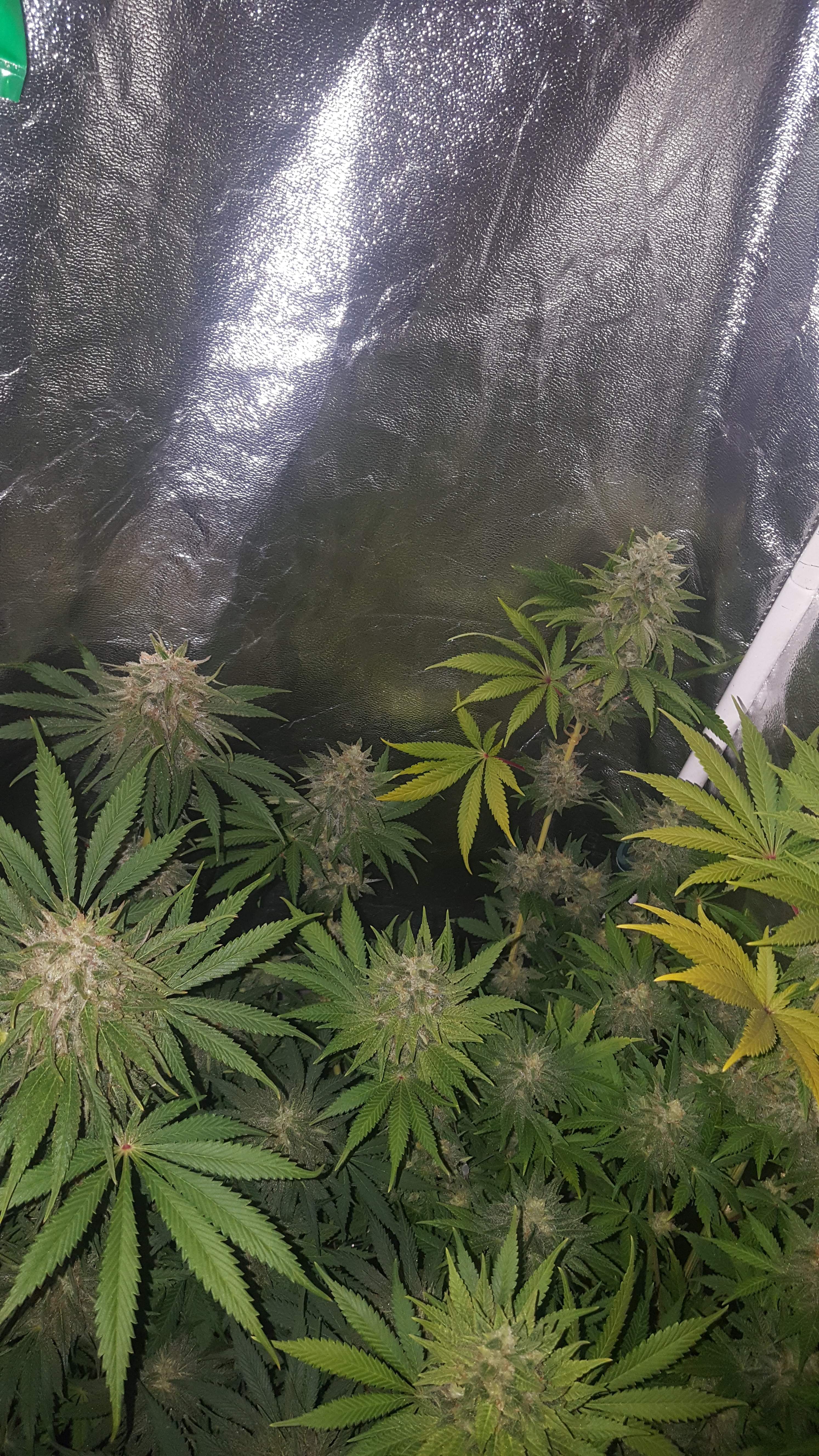 Zamnesia Seeds Gelato grow diary (journal) week11 by Barakuda - GrowDiaries