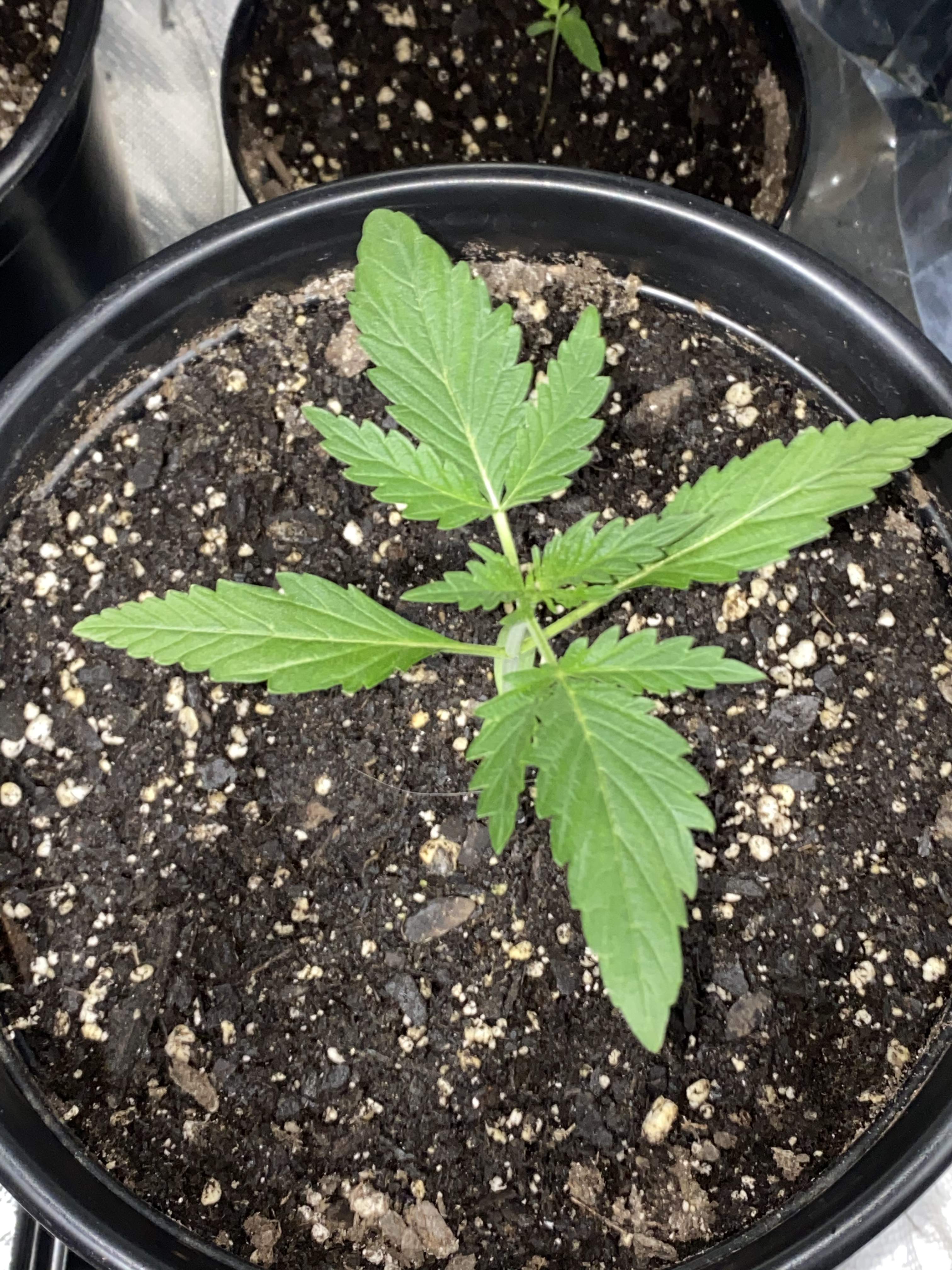 Growers Choice Seeds Critical Purple Autoflowering grow journal week3 ...