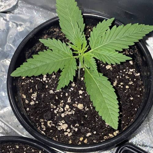 1st grow .. auto and bag grow journal by Neptune333 - GrowDiaries
