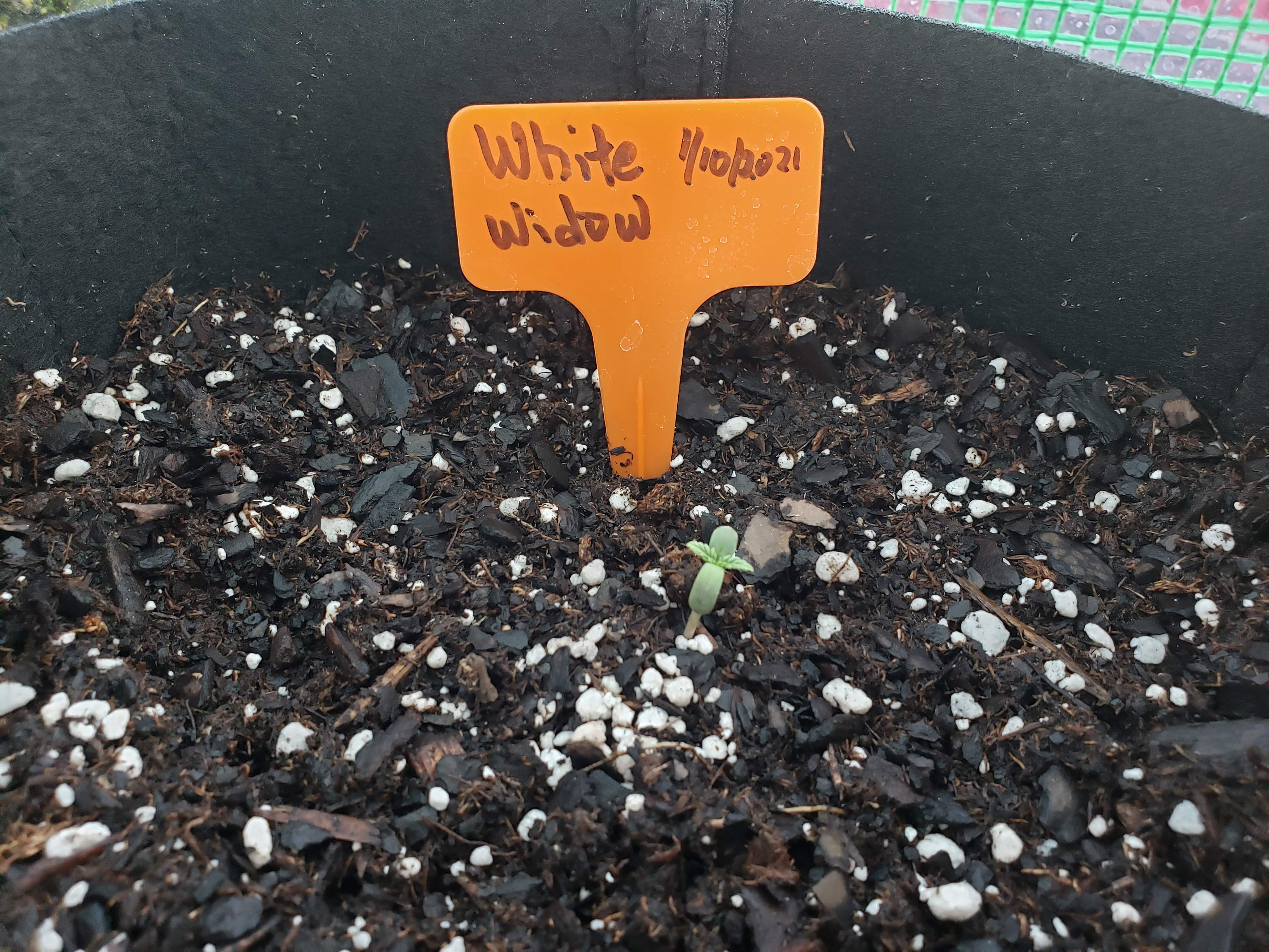 Crop King Seeds Lambs Breath Autoflower, Crop King Seeds White Widow X ...