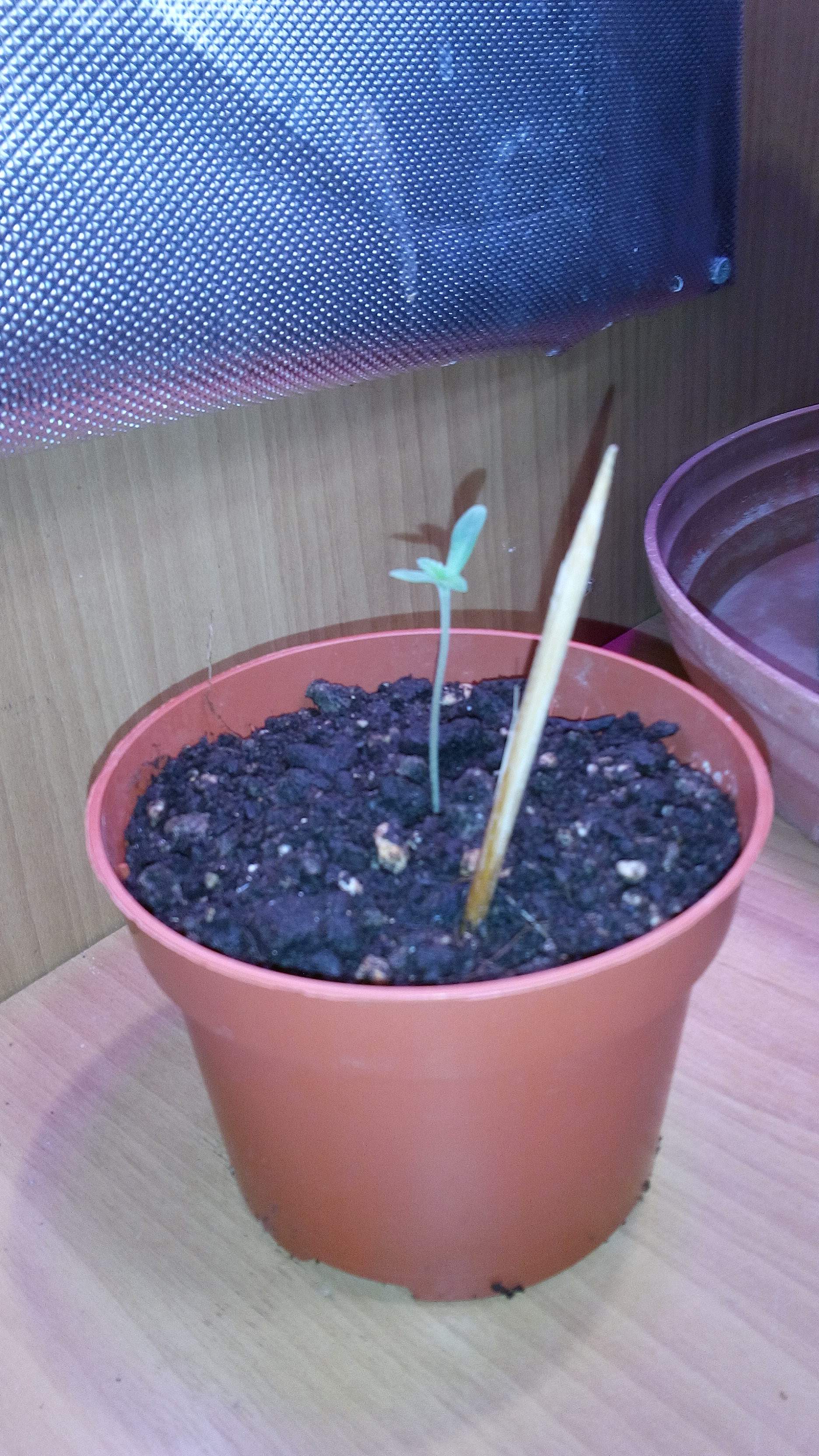 Royal Queen Seeds Purple Queen grow diary (journal) week1 by Chris_The ...