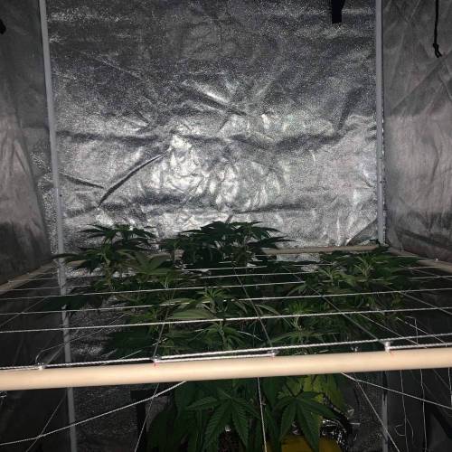 Phoenix Seeds OG Kush grow journal by HIG_Collective - GrowDiaries